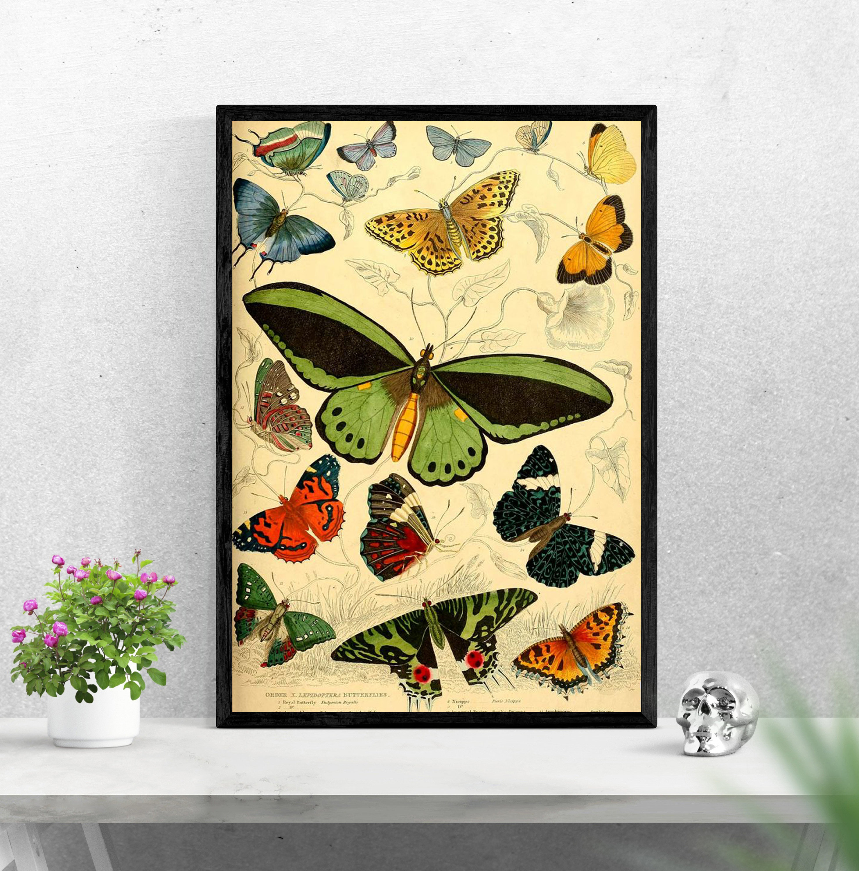 Vintage Butterfly Poster Butterfly Illustration Science | Etsy