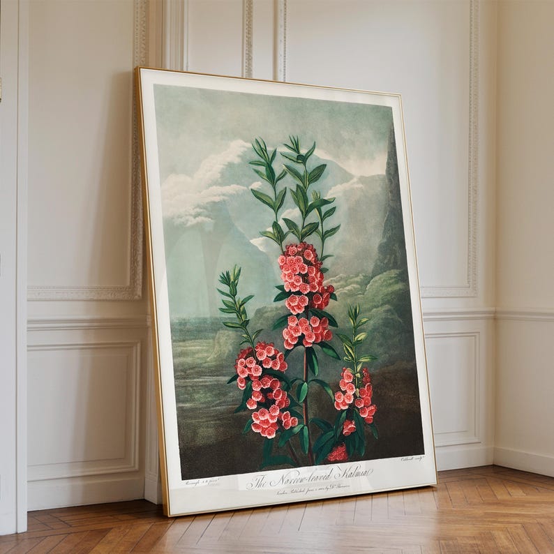 The Narrow–leaved Kalmia From the Temple of Flora by Robert John ...
