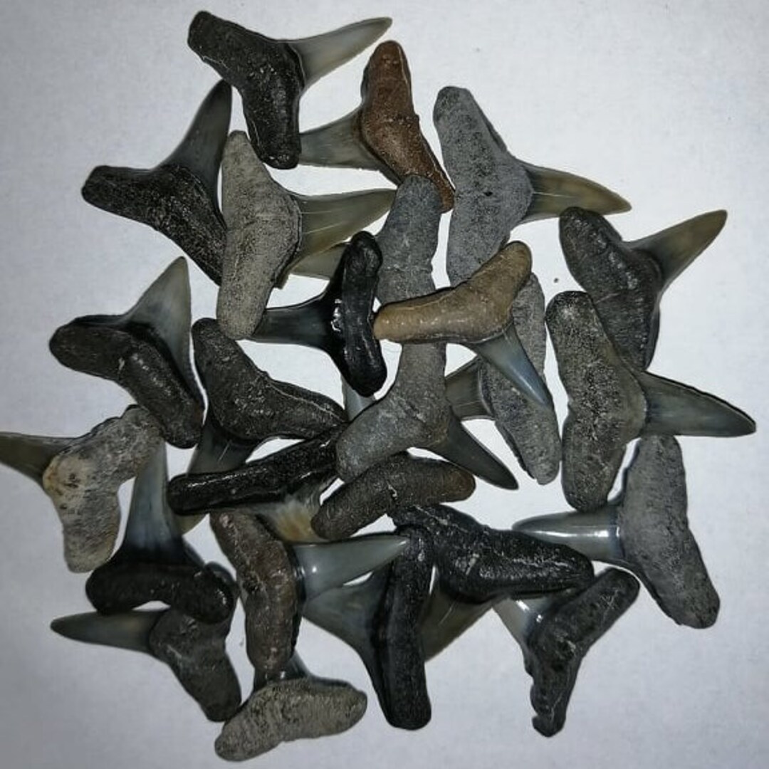 Fossilized Lemon/dusky Shark Tooth - Etsy