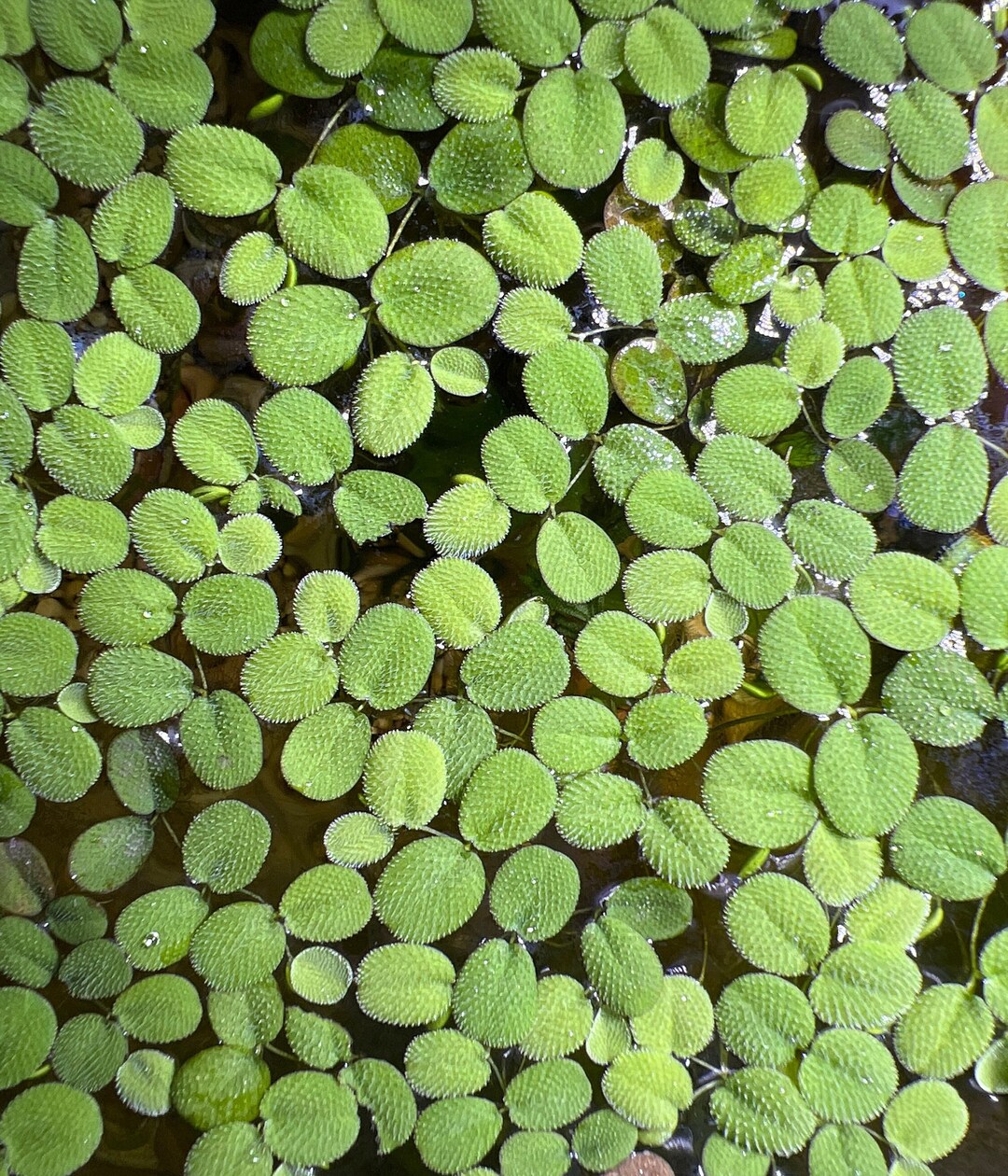 Water Spangles Salvinia Minima Floating Aquarium Plant - Etsy