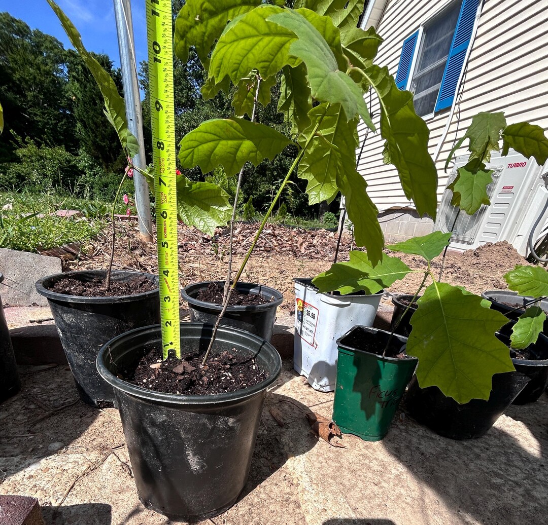 Northern Red Oak (quercus Rubra) Seedling Trees/7" to 16" - Etsy