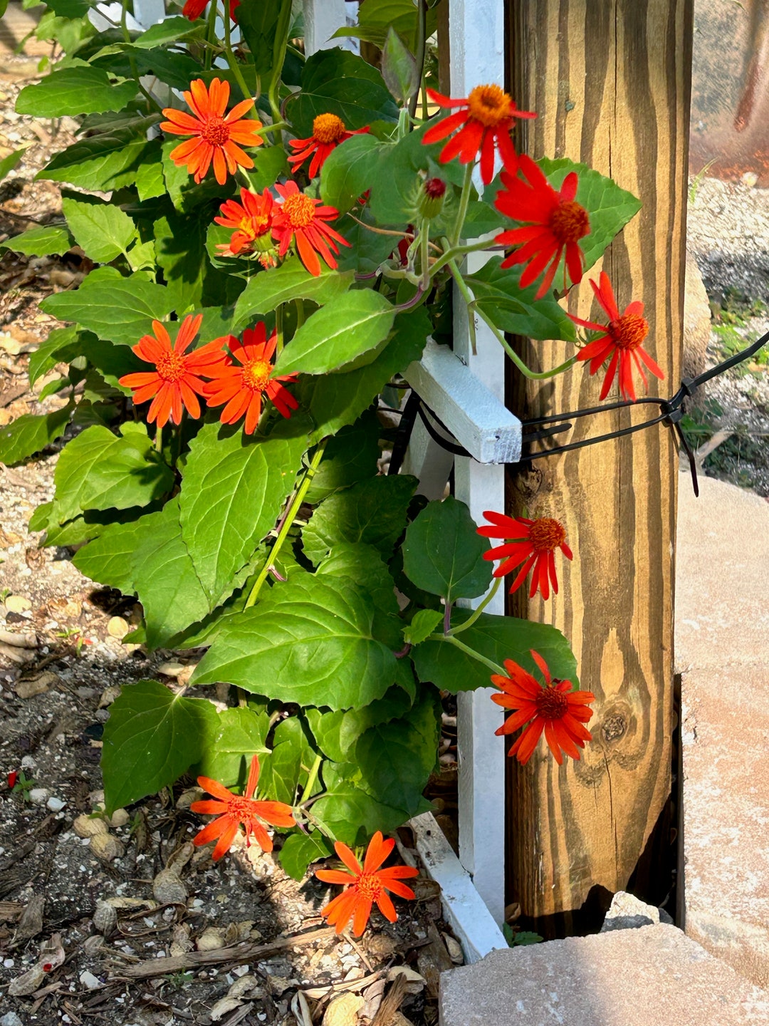 Mexican Flame Vine Florida Flame Vine Butterfly Plant - Etsy