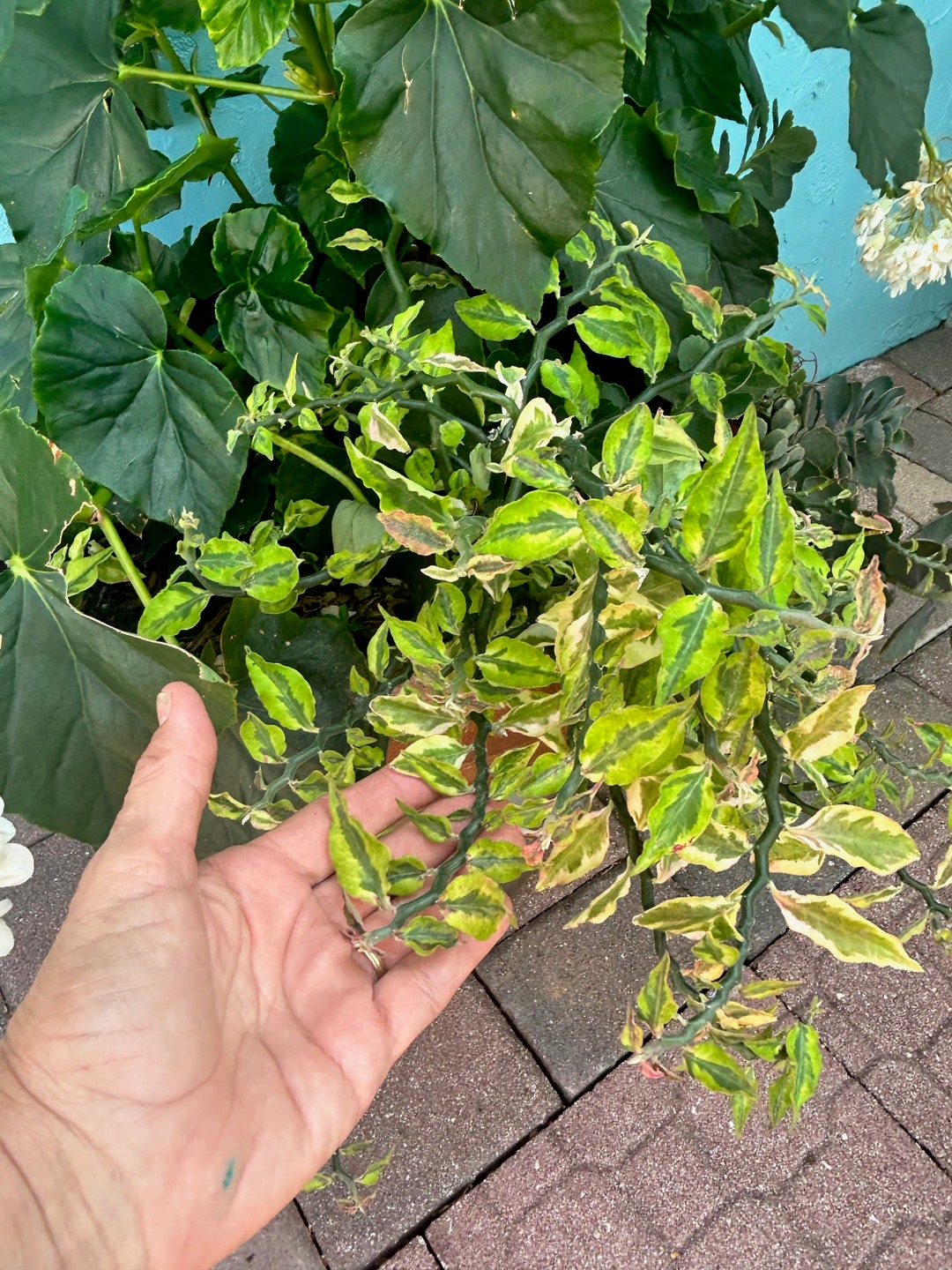Devil's Backbone Variegated Pink; Jacob's Ladder; Succulent ...