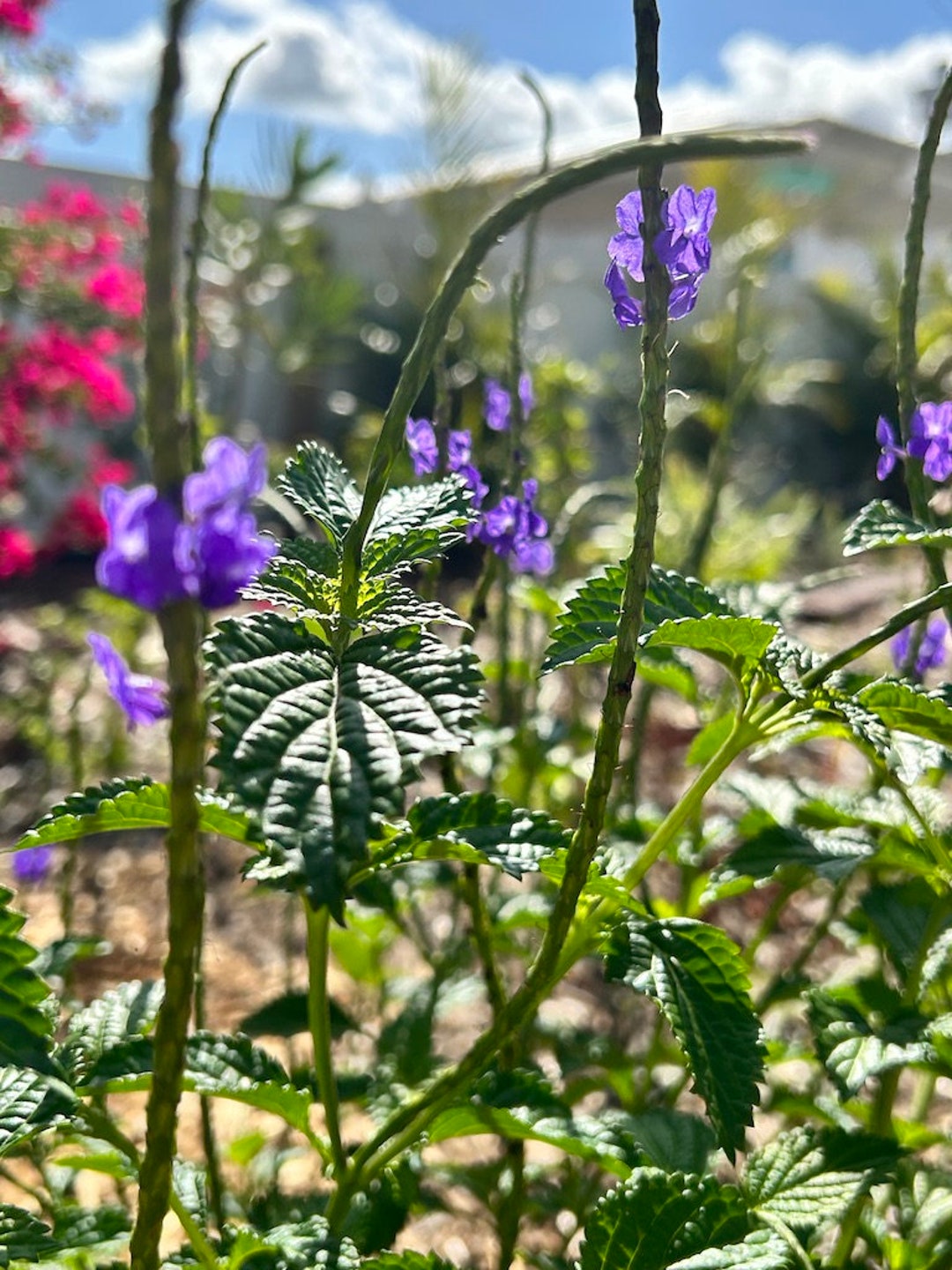 Blue Porterweed Monarch Butterfly Food Stachytarpheta Jamaicensis ...