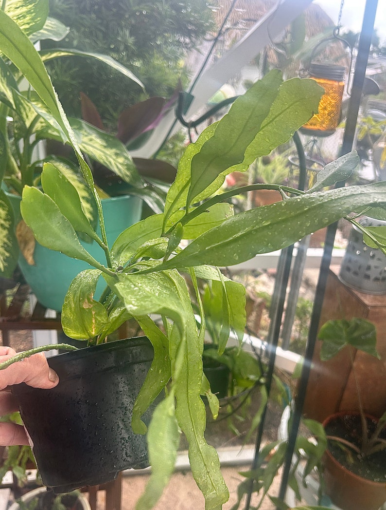 Epiphyllum Oxypetalum Orchid Cactus Easy-grow Orchids Potted Orchids ...