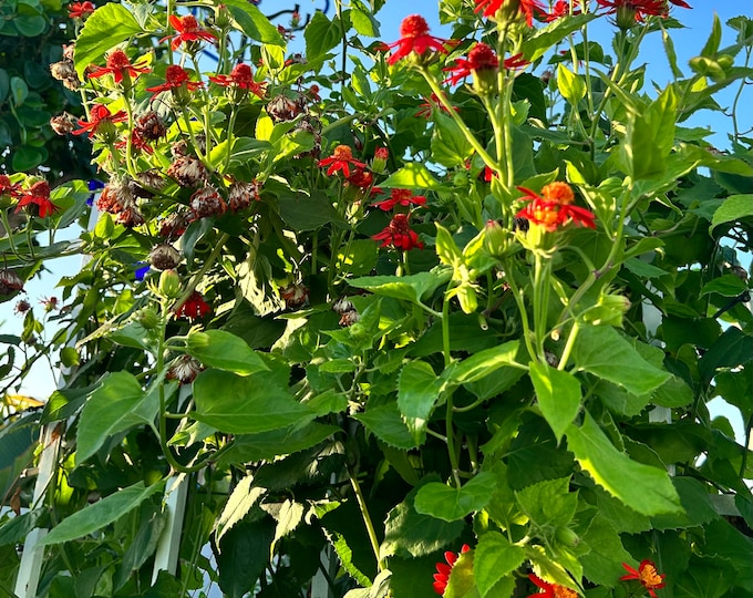 Mexican Flame Vine Florida Flame Vine, Monarch Butterfly Food Senecio ...