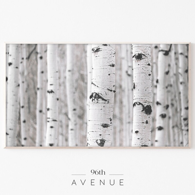 White Birch Trees - Etsy