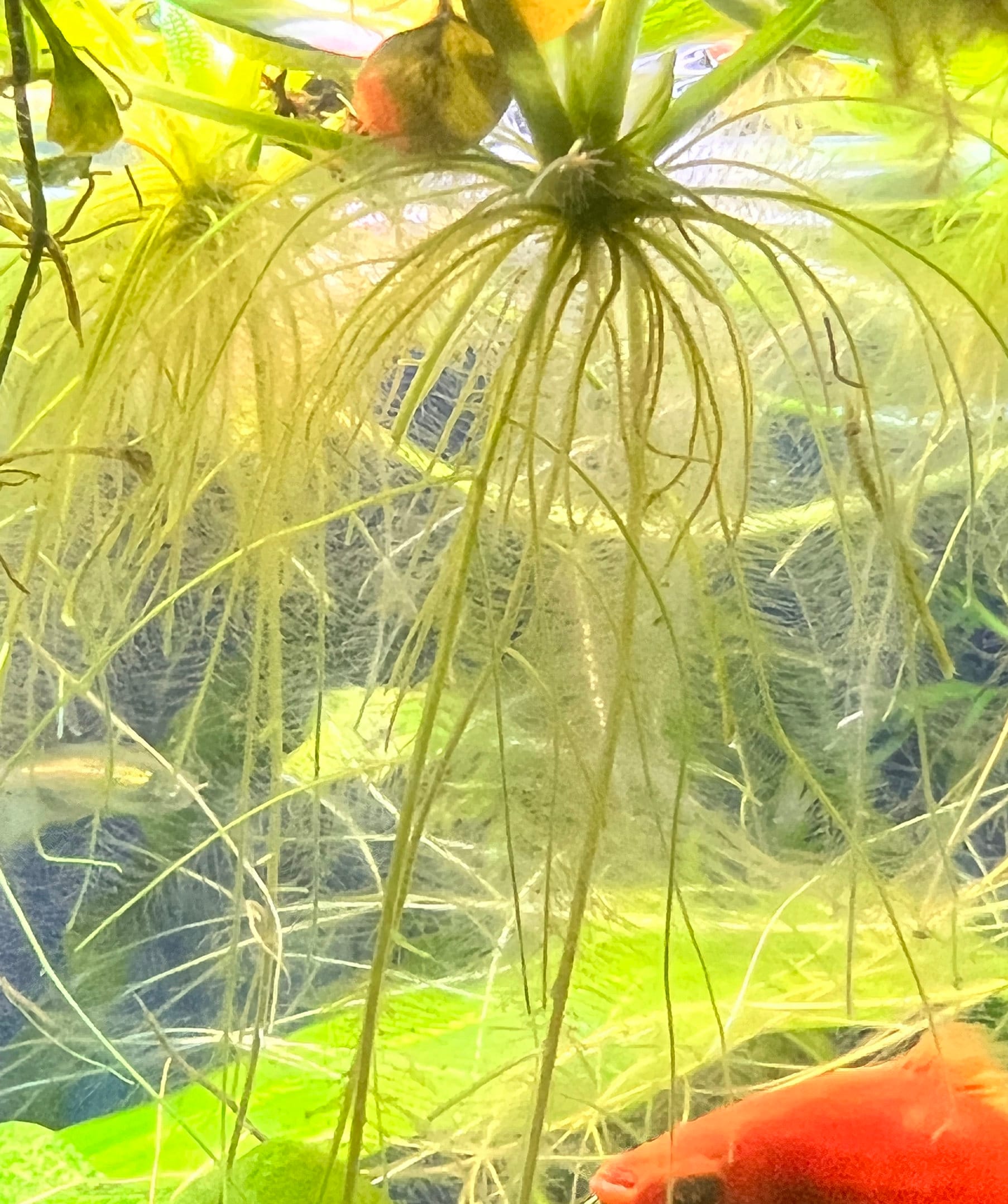 40 Leaf Amazon Frogbit Aquarium Floating Plant - Etsy