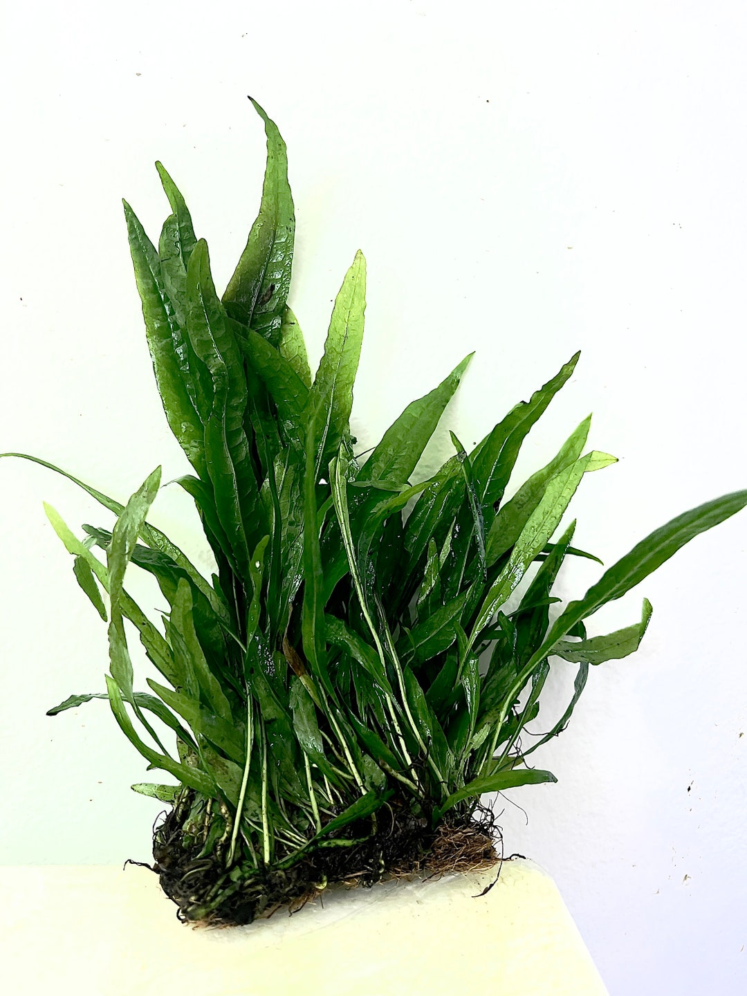BUY 2 GET 1 FREE Java Fern Mat (microsorum) on Coconut Mat Live ...