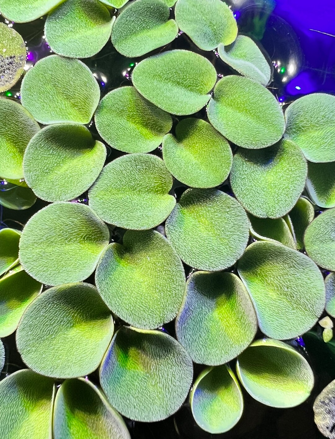 Water Spangles Salvinia Minima Live Aquarium Floating Plant - Etsy