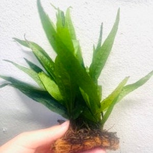 BUY 2 GET 1 FREE Java Fern Mat (microsorum) on Coconut Mat Live ...