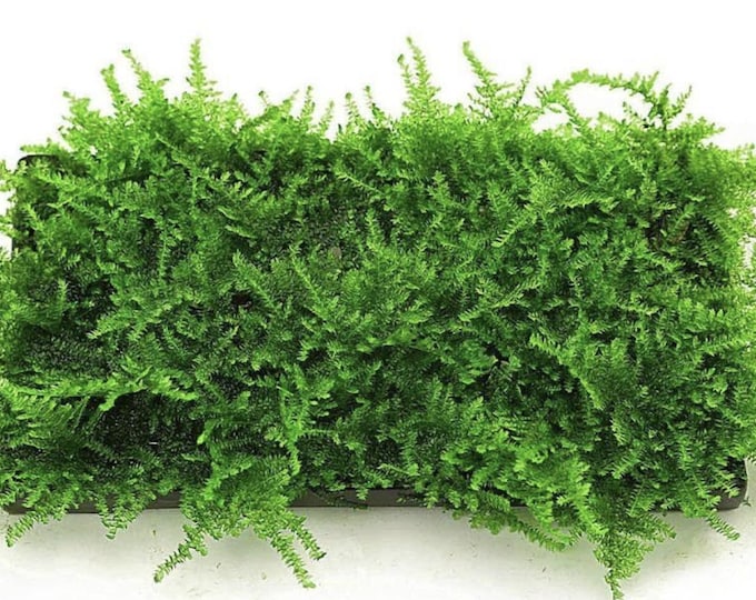 6 X 3 Java Moss | Live Aquarium Plant for Aquascaping, Shrimp Tanks ...