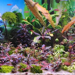 Big Portion of Bucephalandra Brownie Ghost - Rare Live Aquarium Plant ...