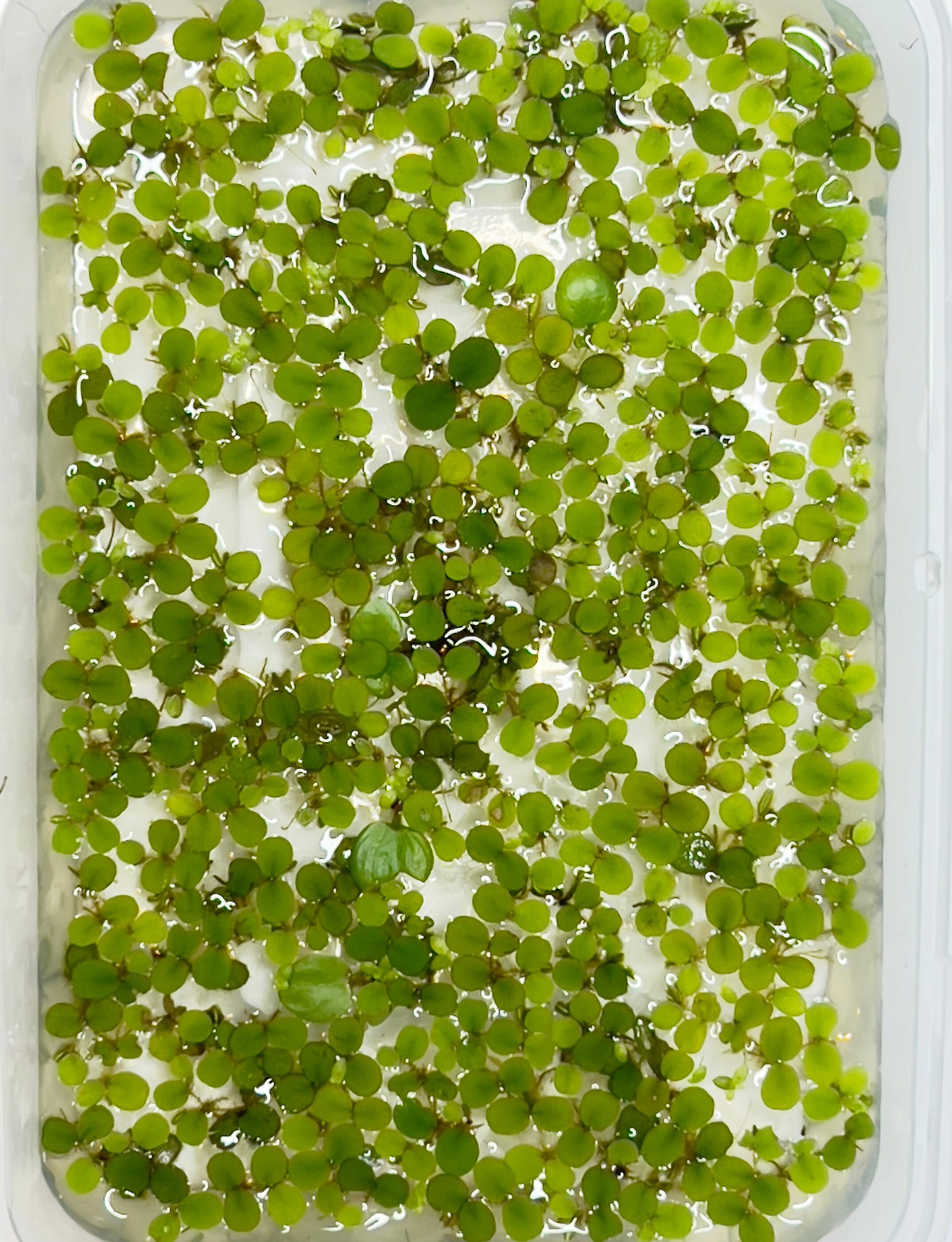 Water Spangles Salvinia Minima Live Aquarium Floating Plant - Etsy