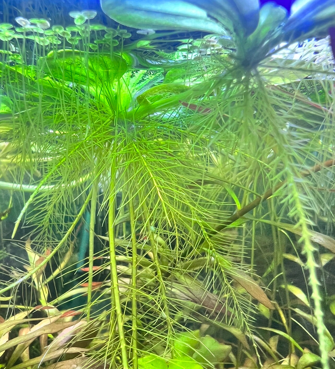 40 Leaf Dwarf Water Lettuce Live Aquatium/fish Tank Floating - Etsy UK