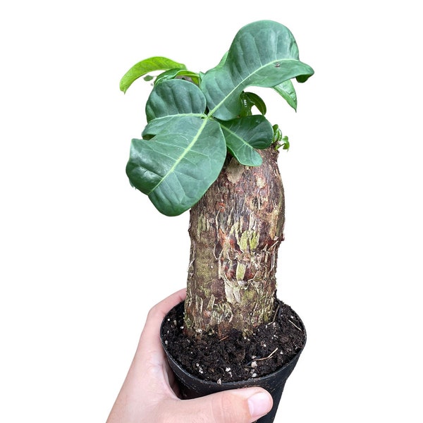 Single Tree - Etsy