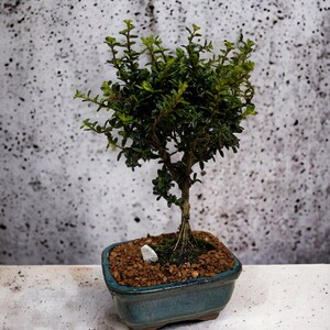 Bahama Berry Mame Bonsai - White Flowers - 4'' Pot - Fragrant Bonsai ...