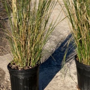 Sand Cord Grass: Native Beach Plant in 1 Gallon Pot - Etsy