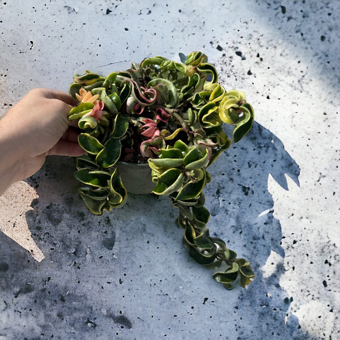 Variegated Hoya Rope Compacta in 6 Pot Twisted Trailing Houseplant - Etsy