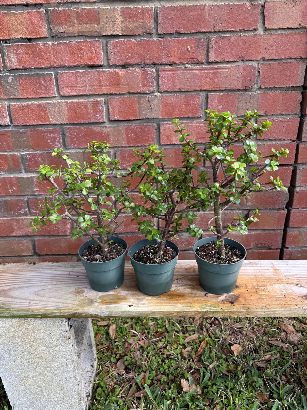 Jade Pre-bonsai Tree | 16-17" Tall | Ready to Shape - Etsy