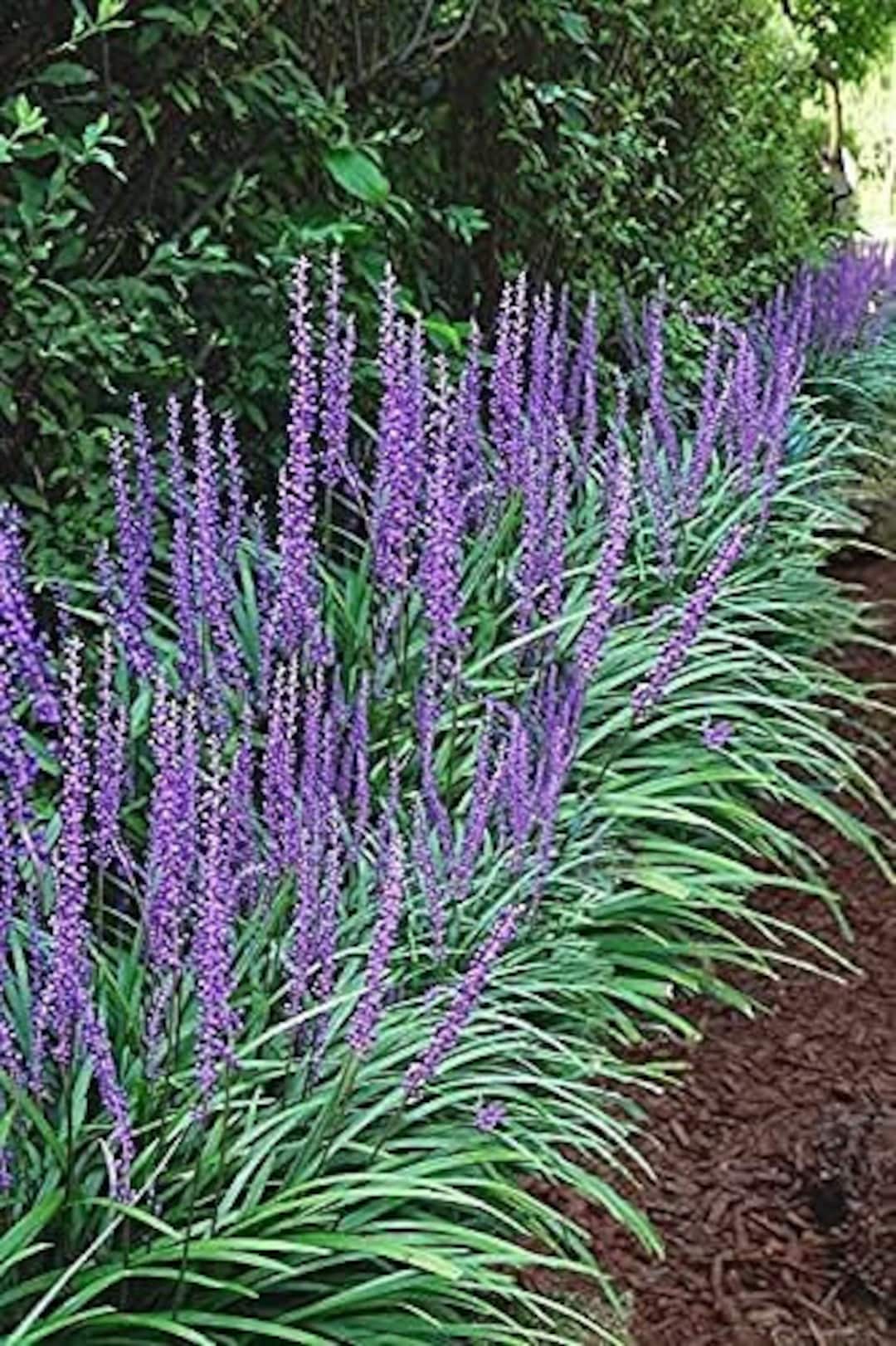 Liriope Muscari: Purple Flower Spikes - 1 Gallon Pot - Etsy
