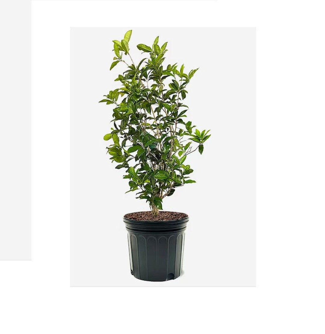Fragrant Tea Olive Plant (osmanthus Fragrans) - 3 Gallon Size - Etsy