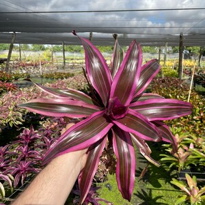 Bromeliad Hawiian Magic - Big Pink and Green Plant - Etsy