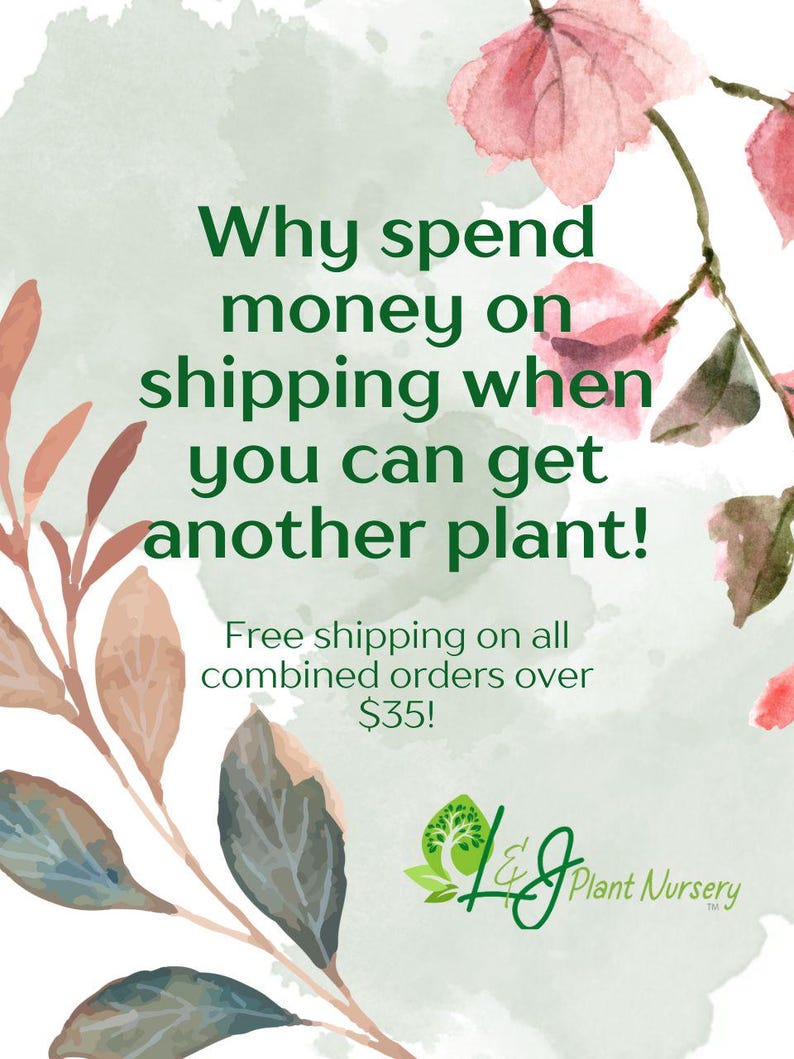Silver Stripe Philodendron: Rare Indoor Plant in 4'' Pot - Etsy