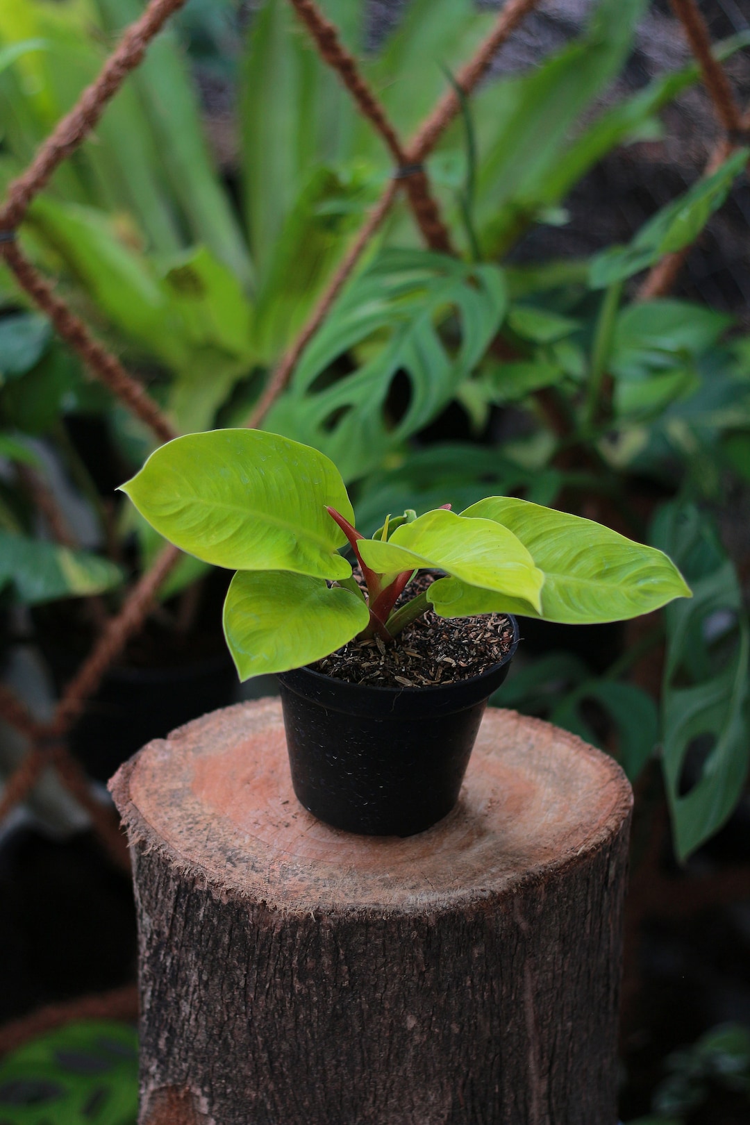 Moonlight Philodendron | Rare Indoor Plant | Vibrant Foliage | 4'' Pot ...