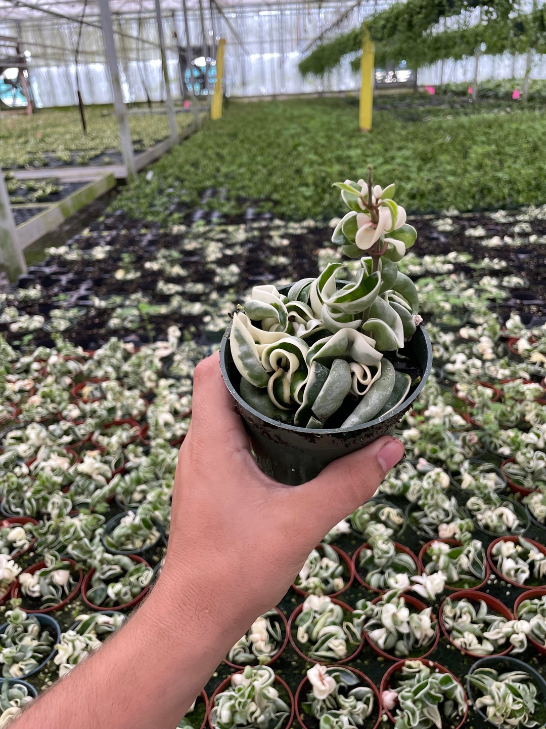 Variegated Rope Hoya Compacta – 4” Pot | Trailing Pet-friendly ...