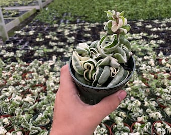 Hoya Carnosa Compacta Variegated, Hoya Hindu Rope Plant, Rare Rooted ...