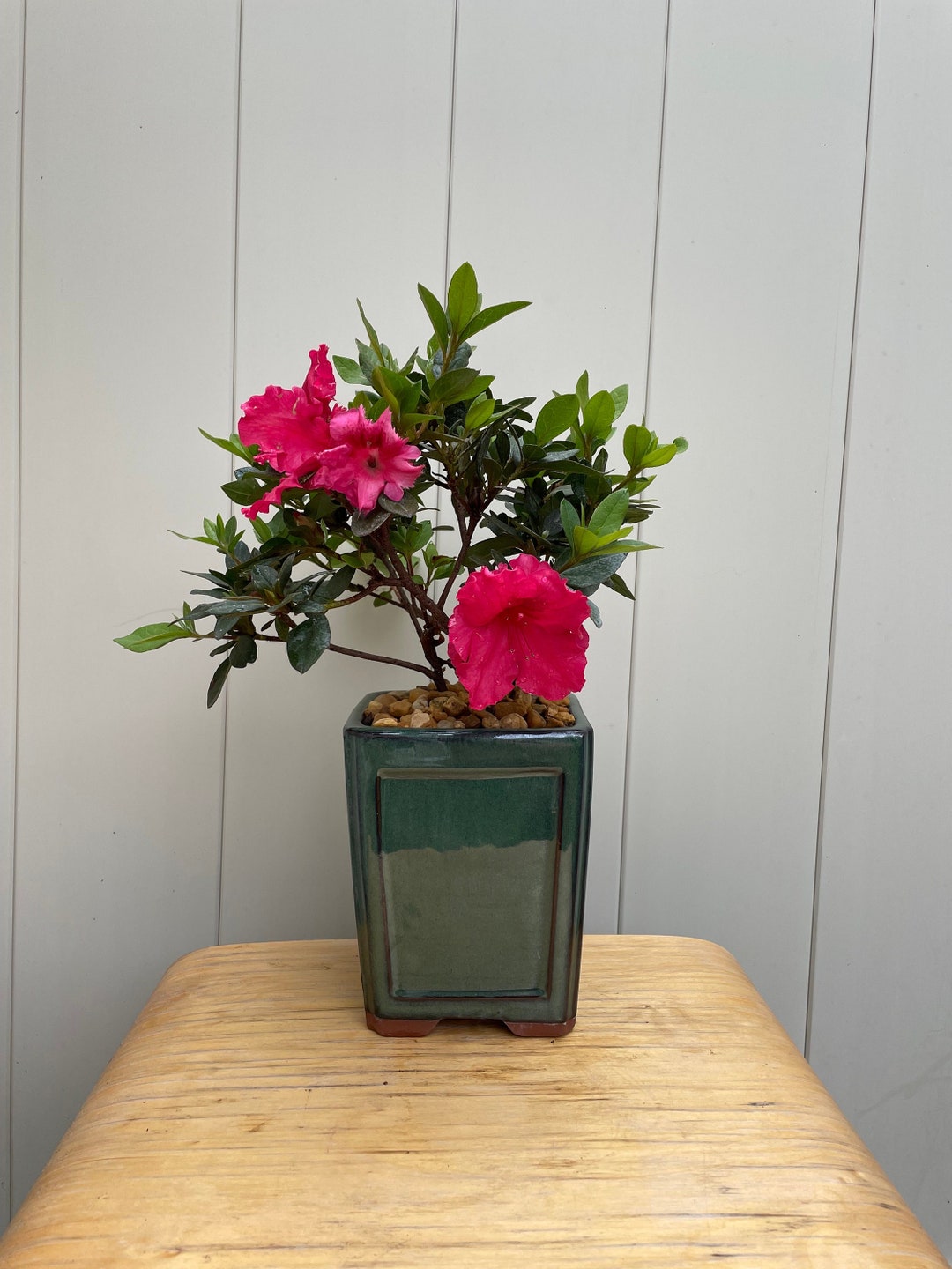 Red Ruffle Azalea Bonsai in 10” Tall Green Pot – 20” Height, Blooming ...
