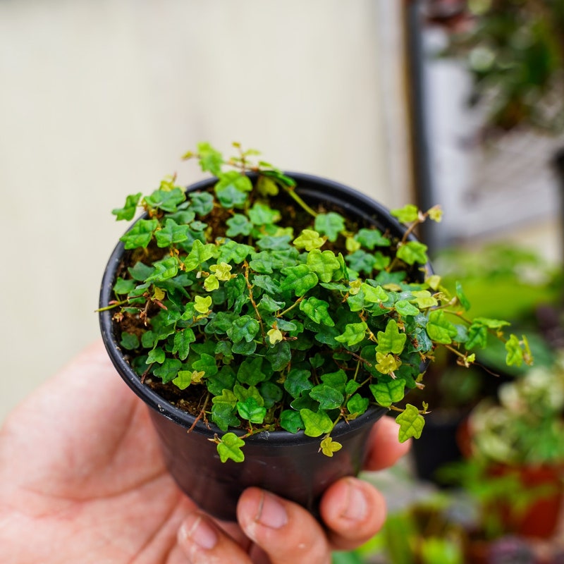 String of Frogs - Etsy