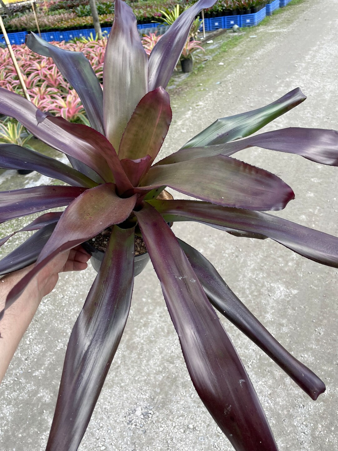 Voodoo Doctor Bromeliad – Stunning Tropical Purple Bromeliad 6'' Pot - Etsy