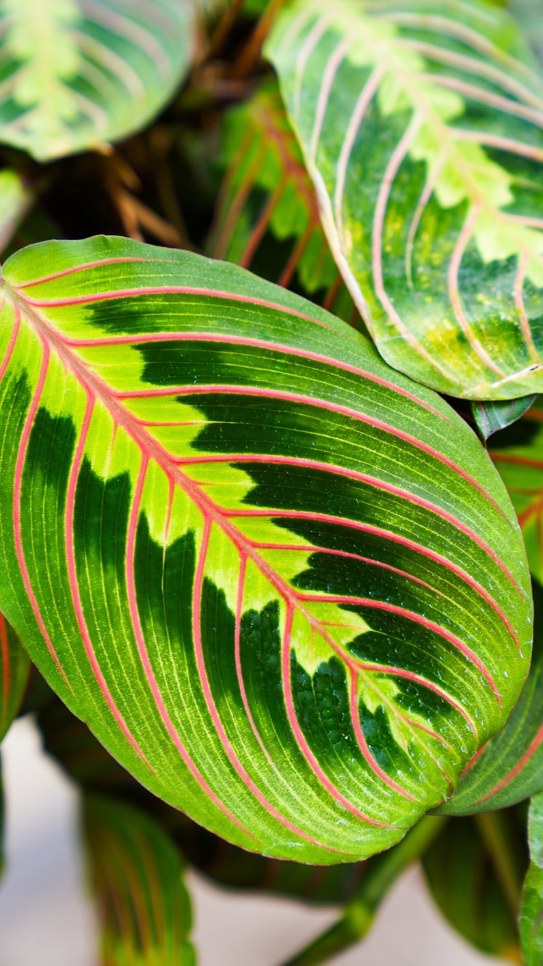 Red Maranta Prayer Plant - 8 Inch Hanging Basket - Etsy