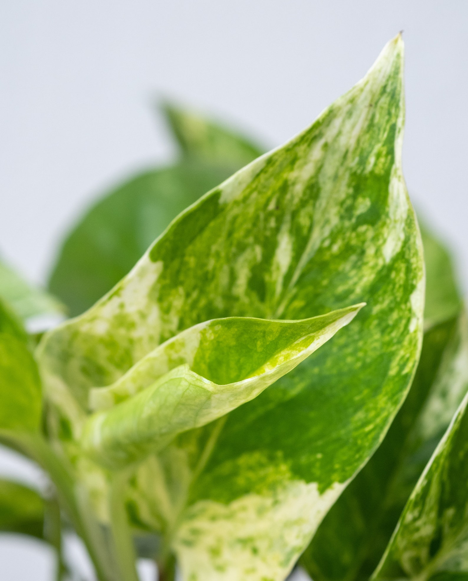 Marble Queen Pothos: Variegated Trailing Houseplant - 6" Pot - Etsy