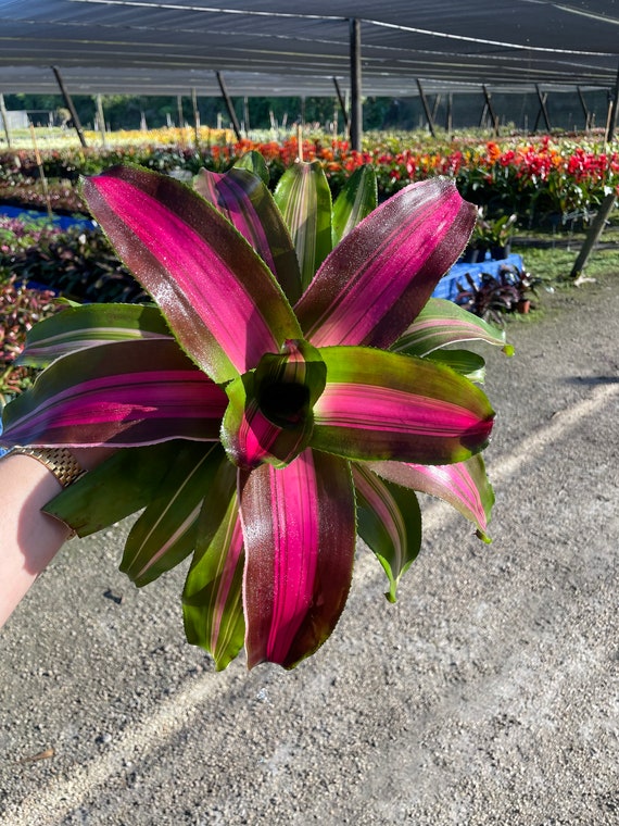 Colorful Tropical Plants With Leaves Perfect Plants For Your Outdoor