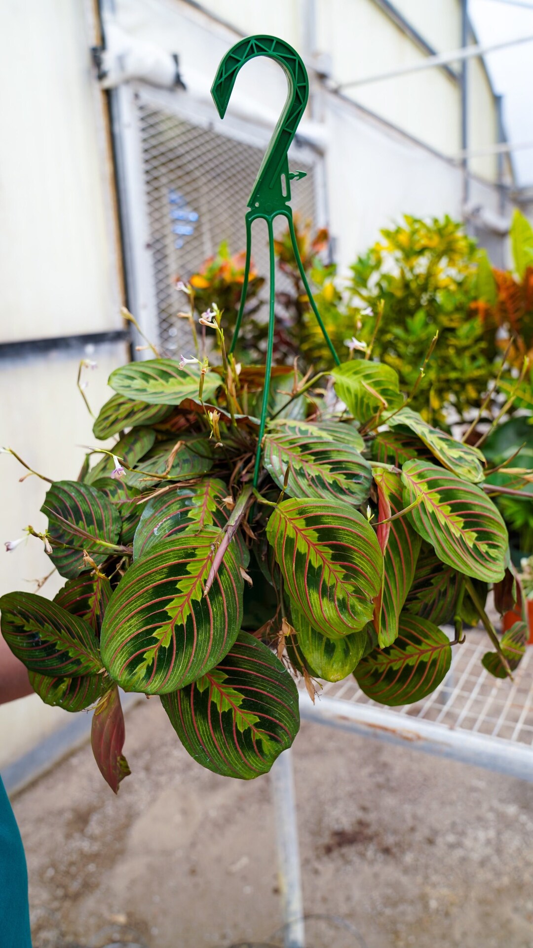 Red Maranta Prayer Plant - 8 Inch Hanging Basket - Etsy