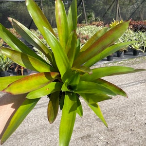 Bromeliad Martin - Big Green Plant - Etsy