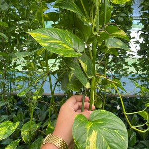 Extra Long Golden Pothos: 8'' Hanging Planter, Trailing Vine - Etsy