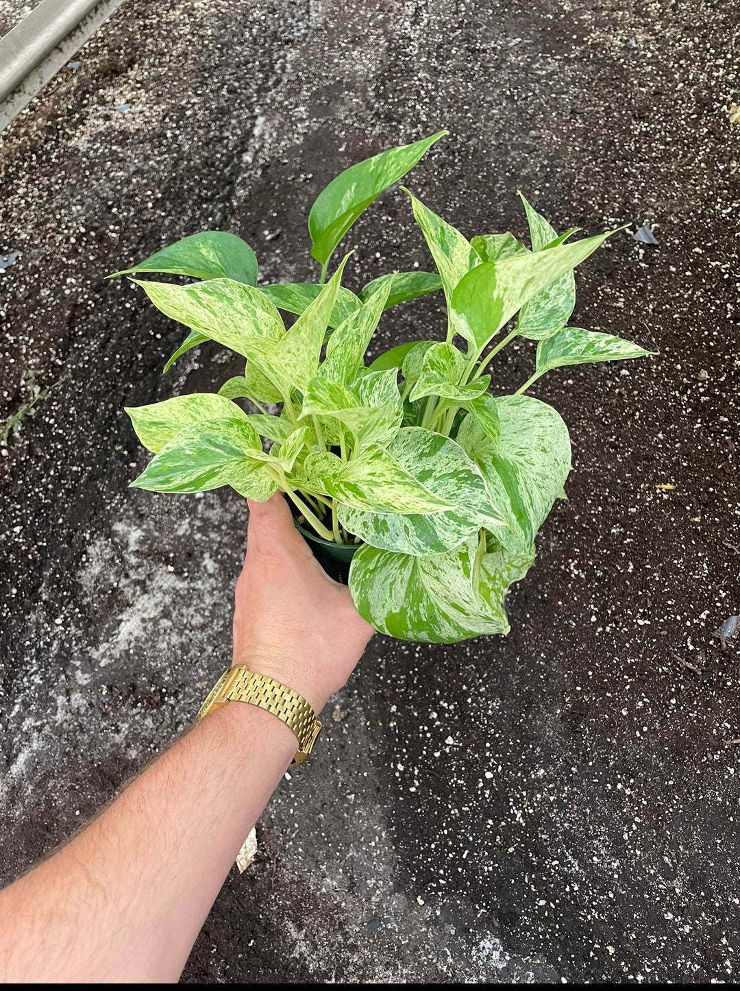 Marble Queen Pothos: Easy-care Trailing Houseplant - 4" Pot - Etsy