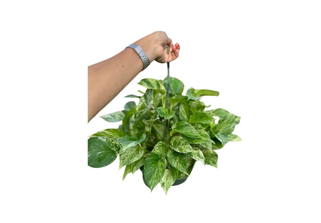 Marble Queen Pothos – Variegated Hanging Basket Plant - Etsy