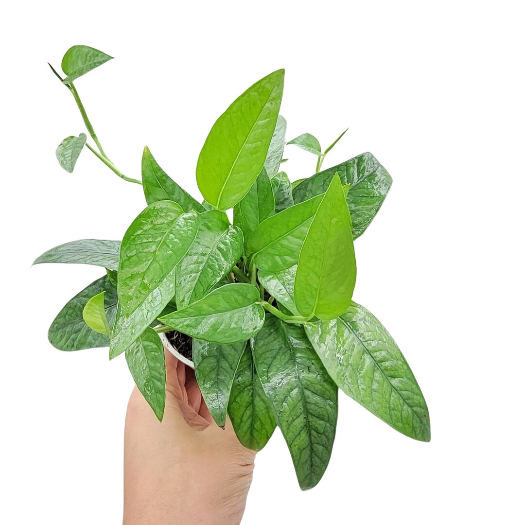 Cebu Blue Pothos - Cascading Beauty in 6 Inch Pot - Indoor Hanging ...