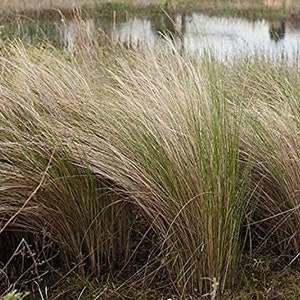 Sand Cord Grass: Native Beach Plant in 1 Gallon Pot - Etsy
