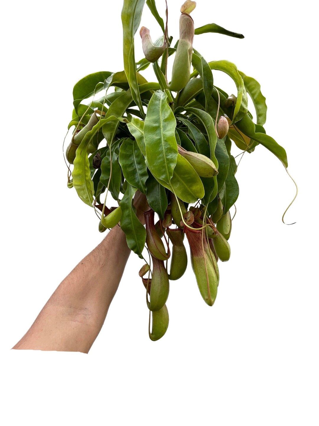 Alata Pitcher Plant: Carnivorous Hanging Plant in Basket - Etsy
