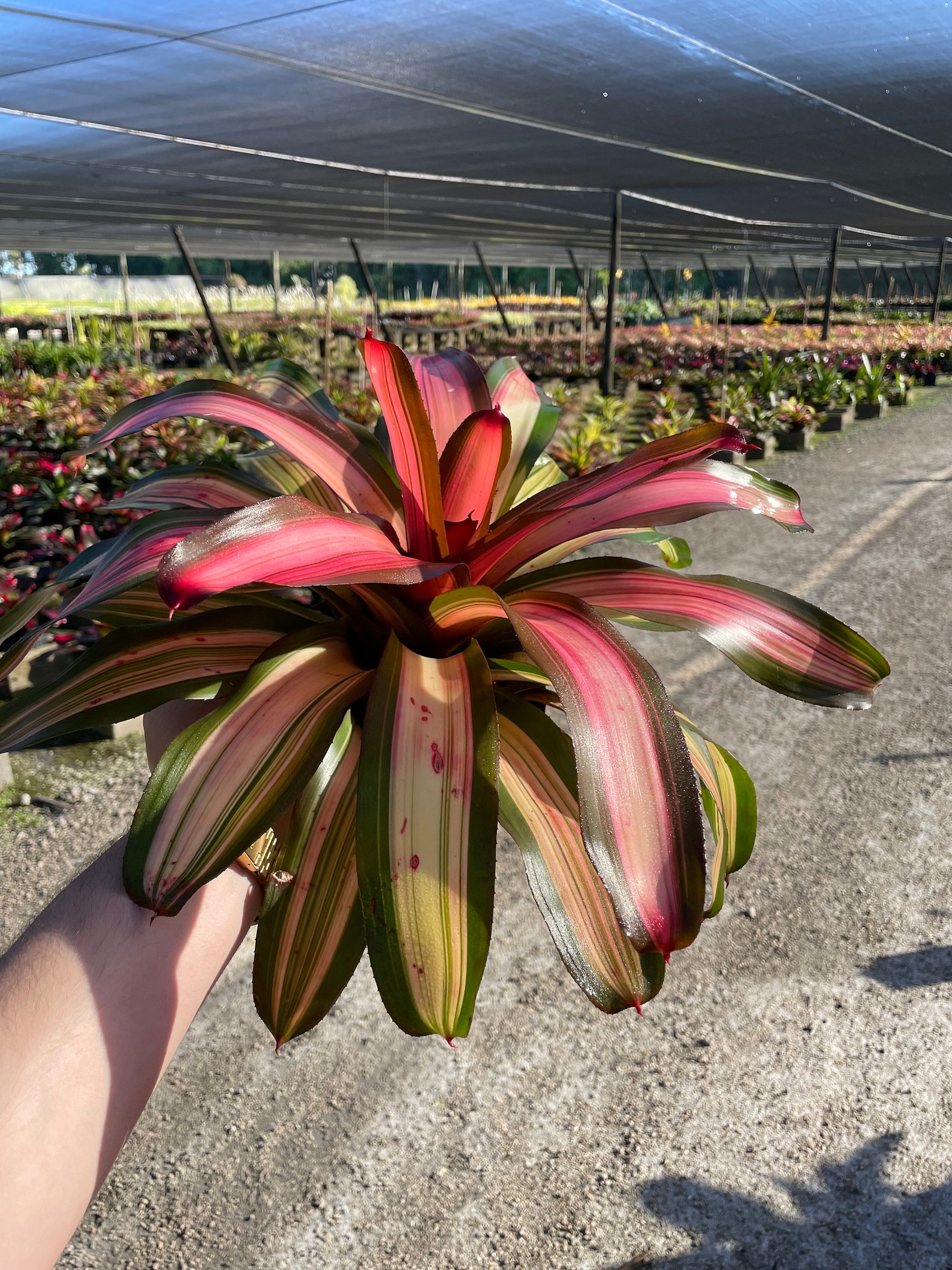 Bromeliad Fancy: Exotic Tropical Indoor/outdoor Plant (6" Pot) - Etsy