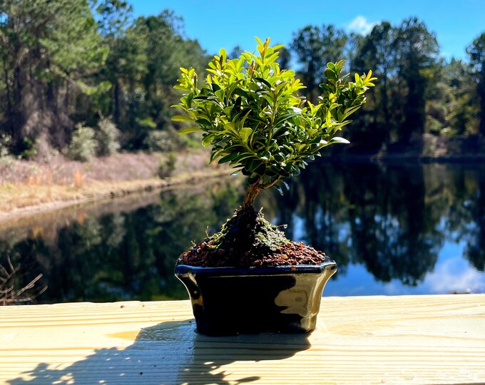 Korean Boxwood Bonsai Tree - 'mame' - Neea Buxifolia - Saltwood - 4 ...