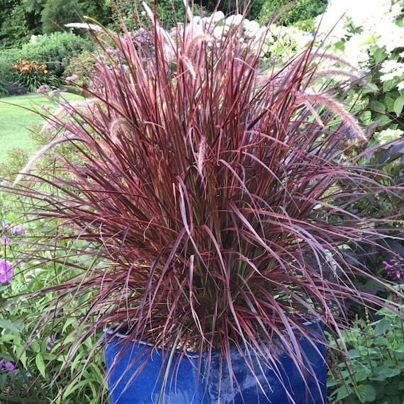 Red Rubrum Grasses For Landscaping Pennisetum Advena 'Rubrum',Red