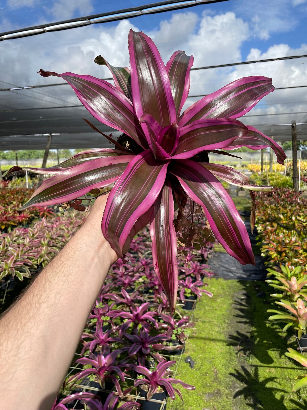 Bromeliad Hawiian Magic - Big Pink and Green Plant - Etsy