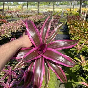 Bromeliad Hawiian Magic - Big Pink and Green Plant - Etsy